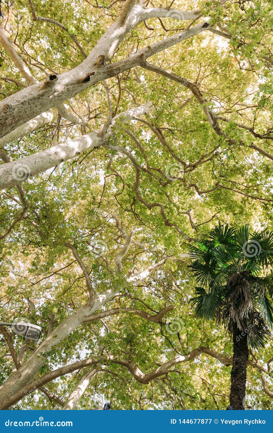 Sycamore Tree Trunk with Branches and Leafage Stock Image - Image of ...
