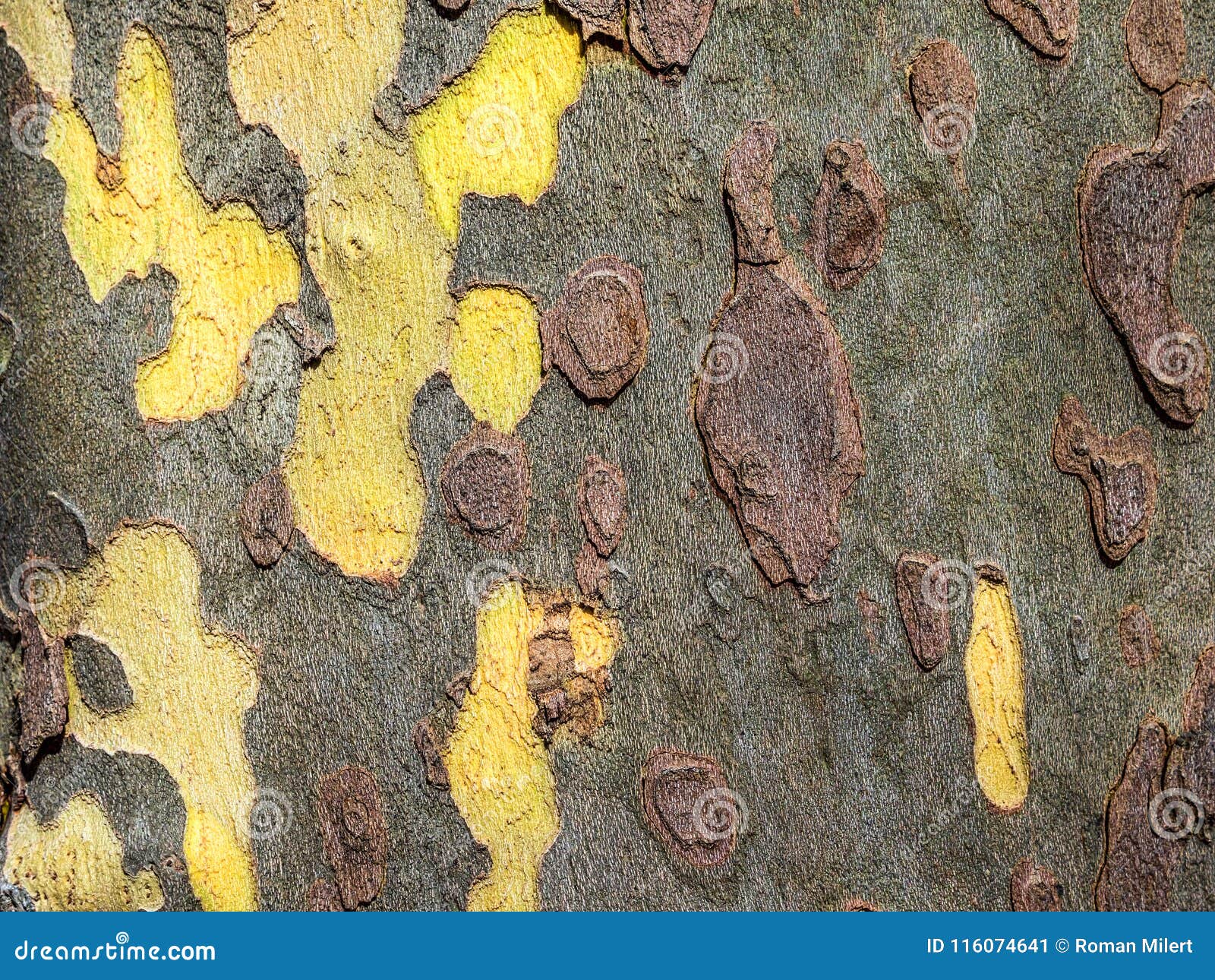 Sycamore tree trunk stock image. Image of platan, natural - 116074641