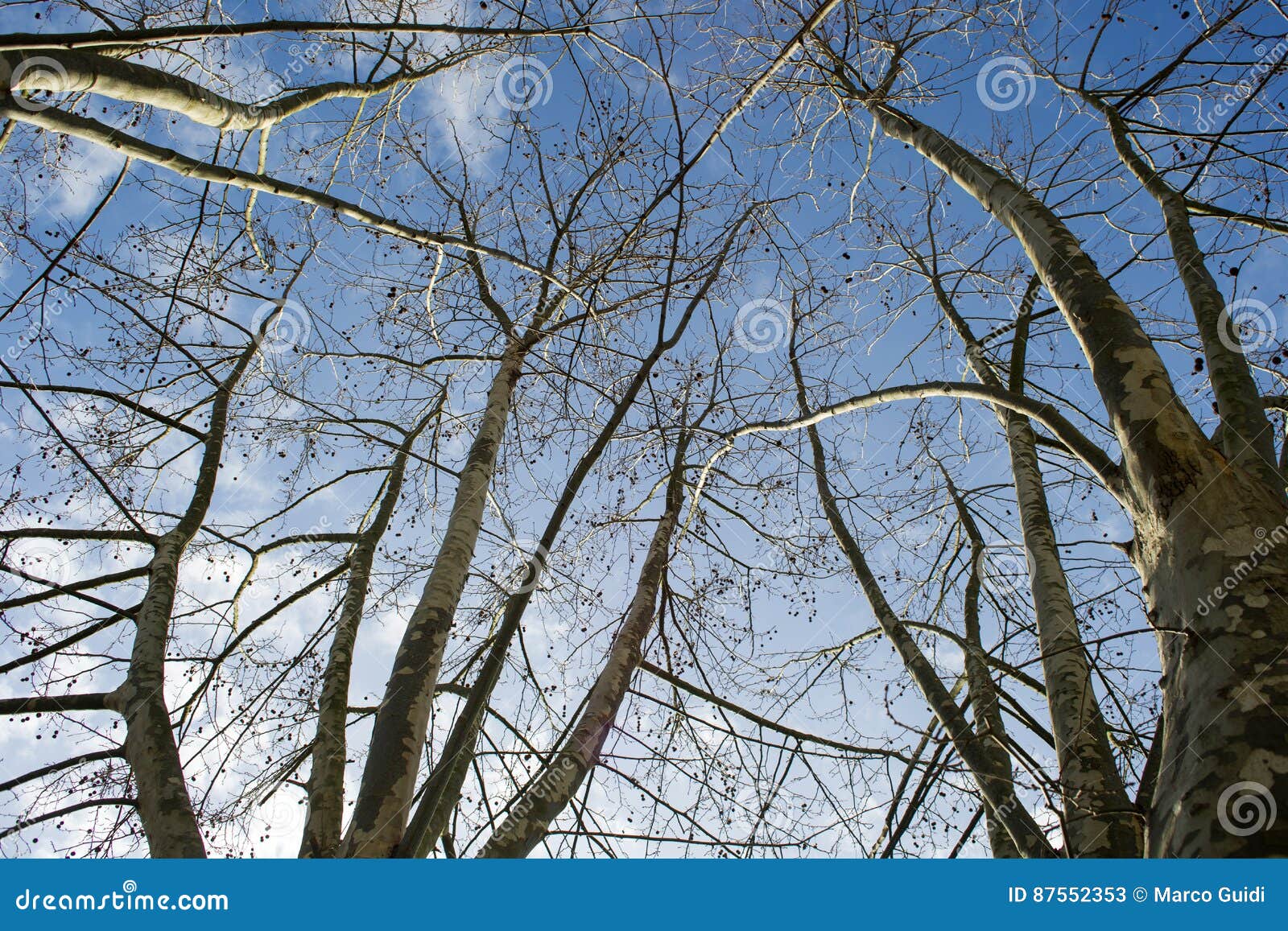 Sycamore tree in winter stock image. Image of platanus - 87552353