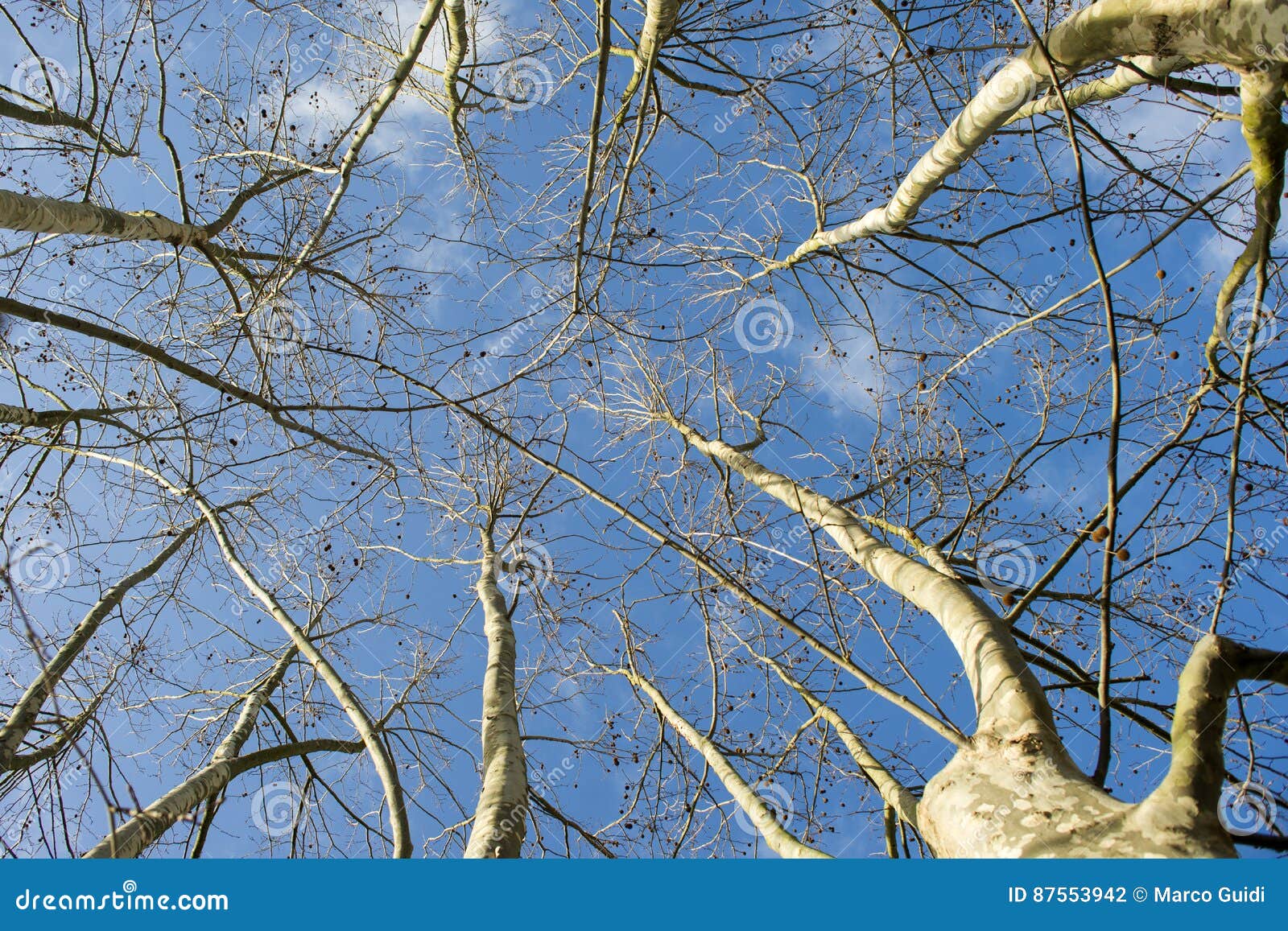 Sycamore tree in winter stock photo. Image of season - 87553942