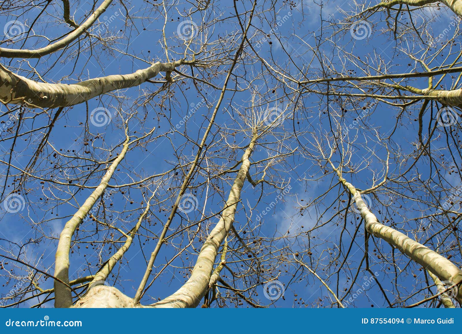 Sycamore tree in winter stock photo. Image of branch - 87554094