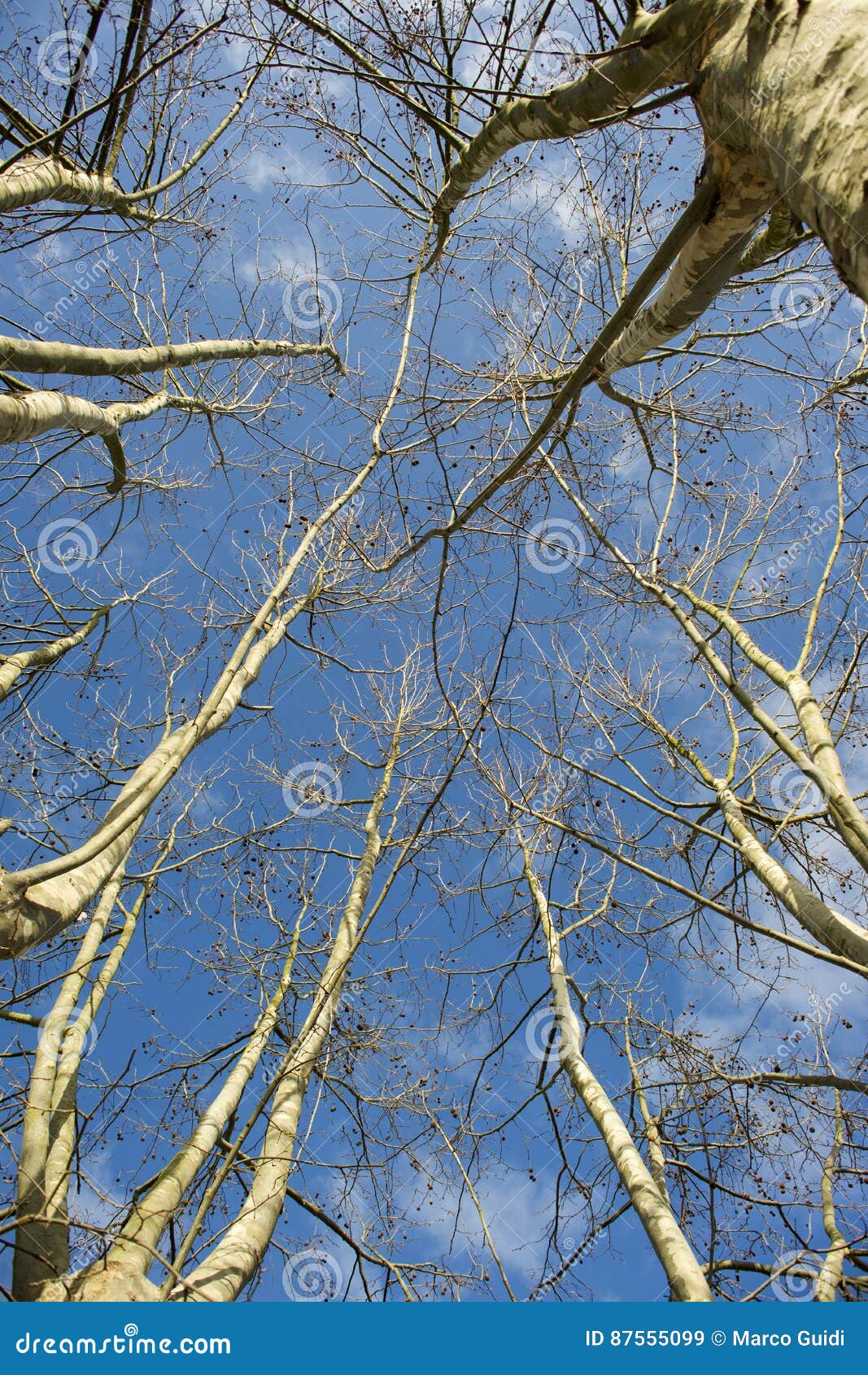 Sycamore tree in winter stock image. Image of trunk, autumn - 87555099