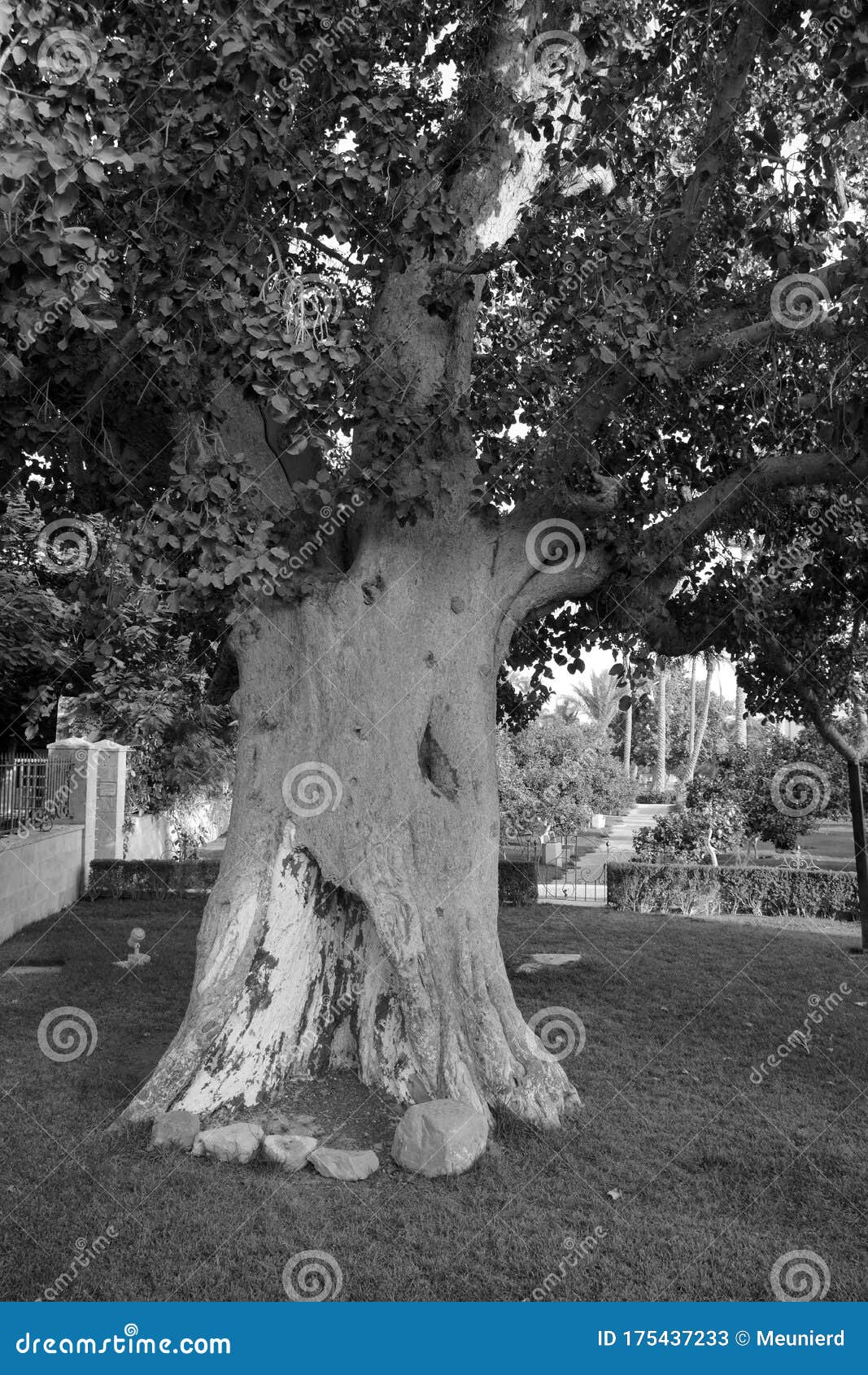 The Sycamore Tree `Zacchaeus` Jesus Stock Image - Image of ancient ...