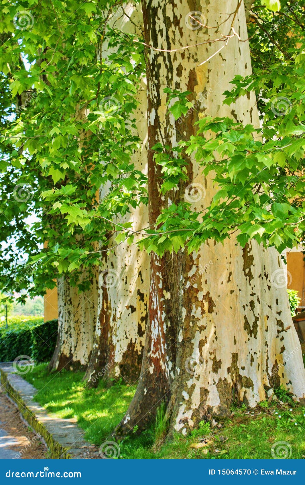Sycamore Trees Stock Photo - Image: 15064570