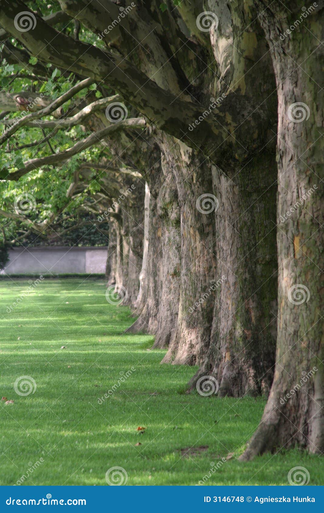 Sycamore trees in a row stock photo. Image of platan, leaves - 3146748