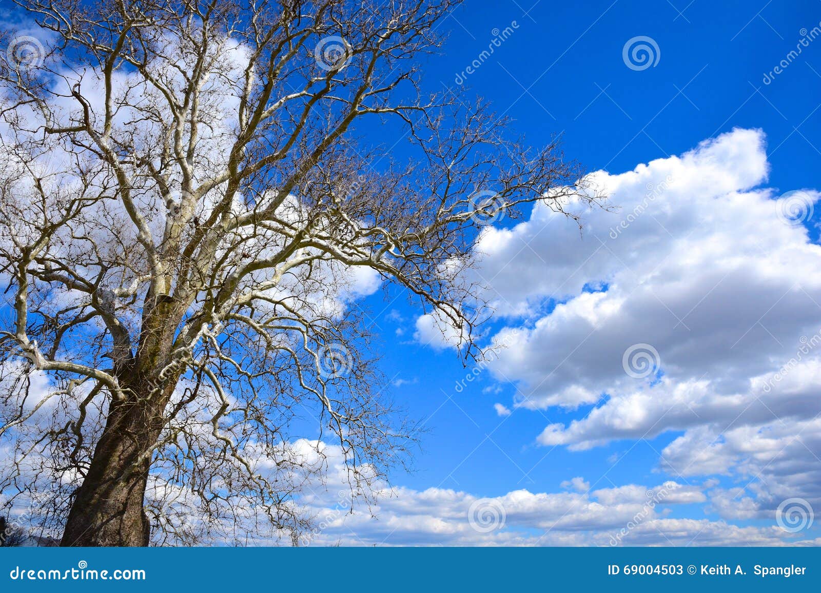 Sycomore image stock. Image du buttonwood, angiospermes - 69004503