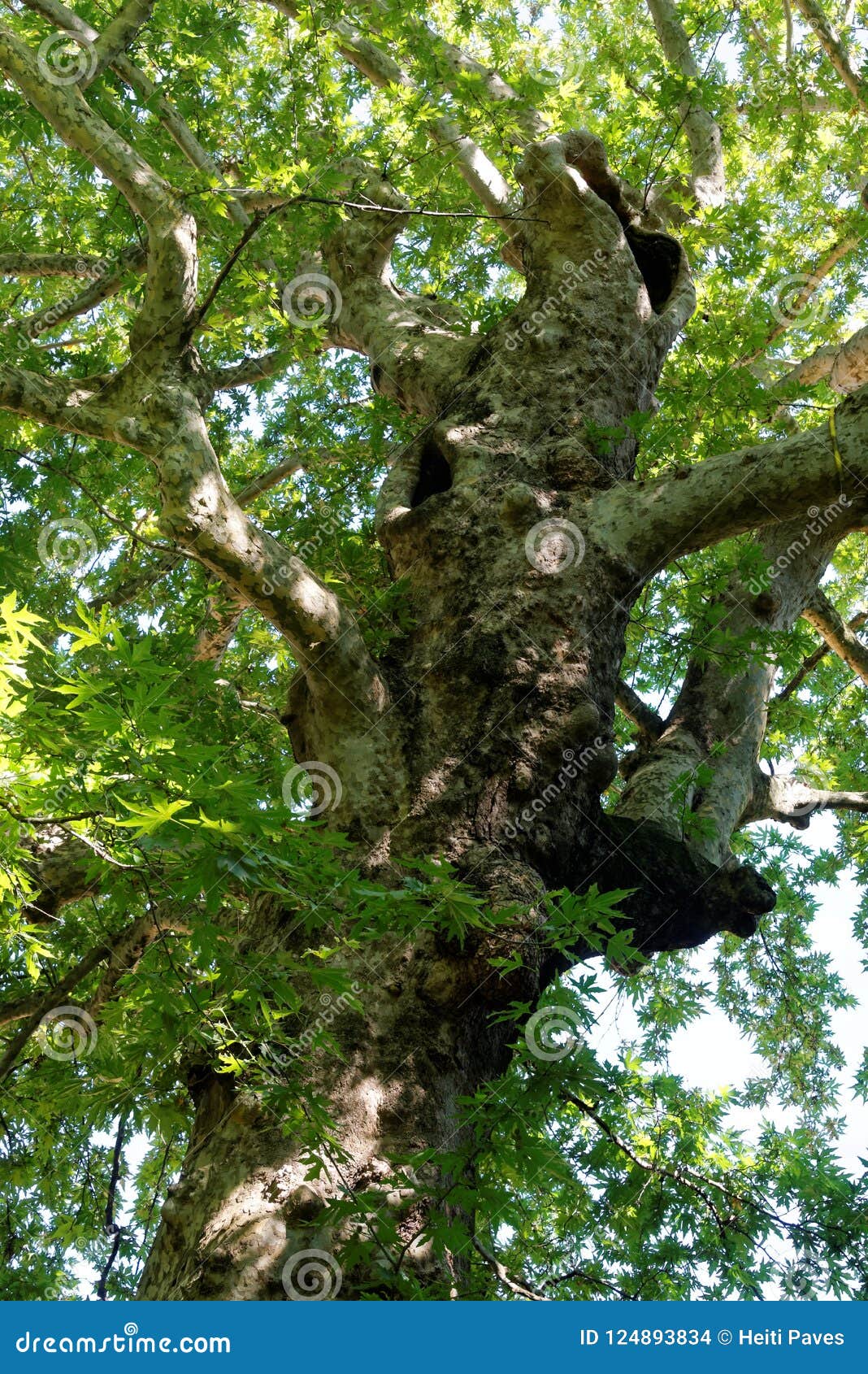 Sycomore de Vieux Monde photo stock. Image du centrale - 124893834