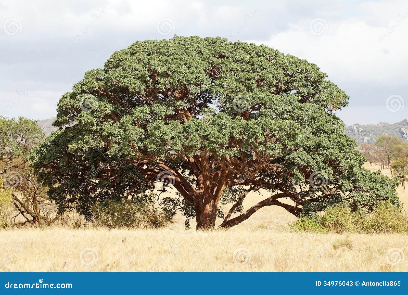 Sycomore Fig (Ficus Sycomorus) Stock Image - Image of landscape ...