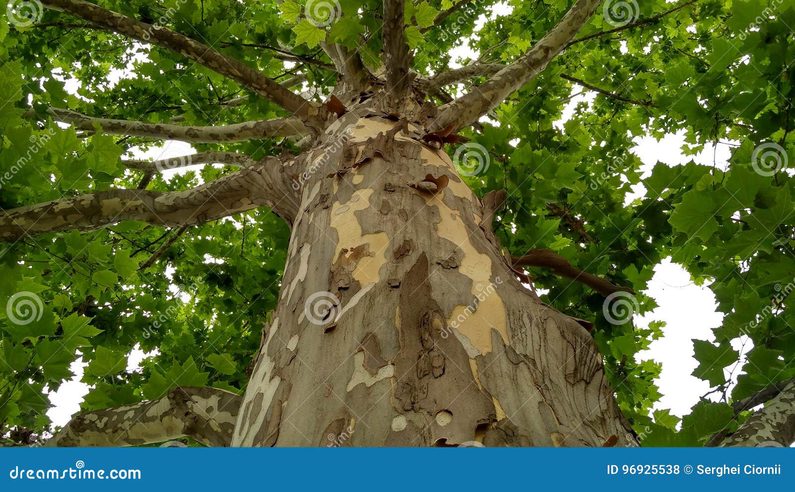 Sycomore Photos Stock - Téléchargez 5,880 Photos libres de droits