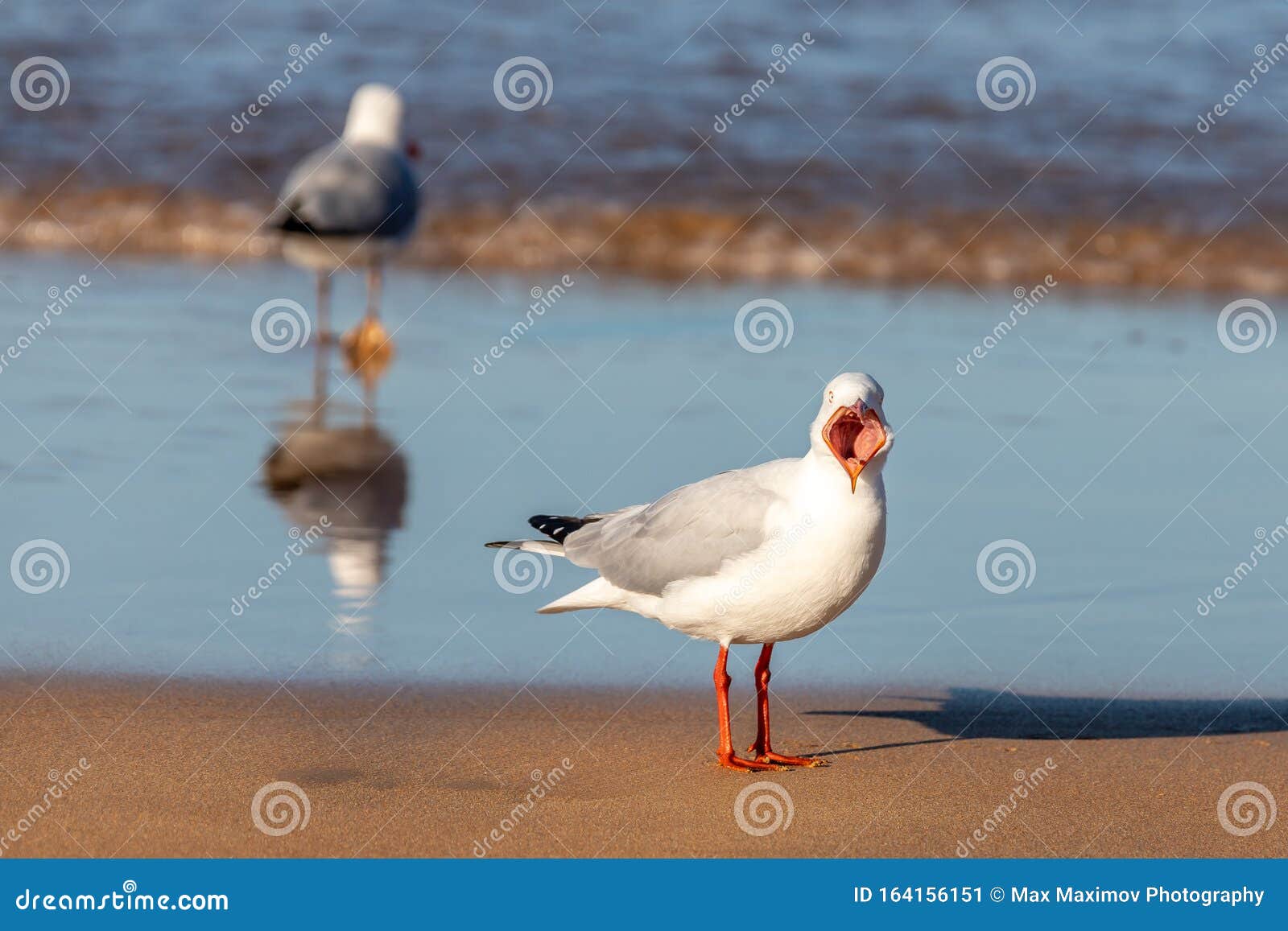 Sydney, Australia - Silver Gull Chroicocephalus Novaehollandiae with ...