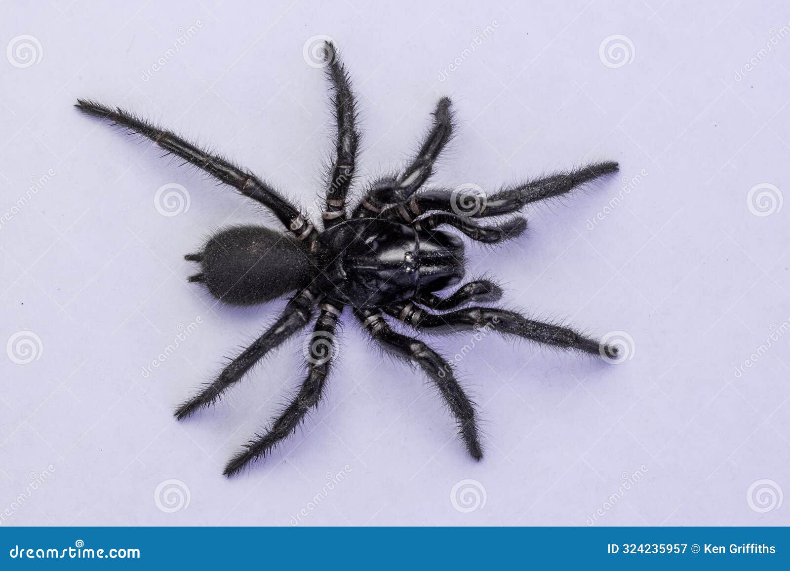 Sydney Funnel-web Spider stock image. Image of dangerous - 324235957