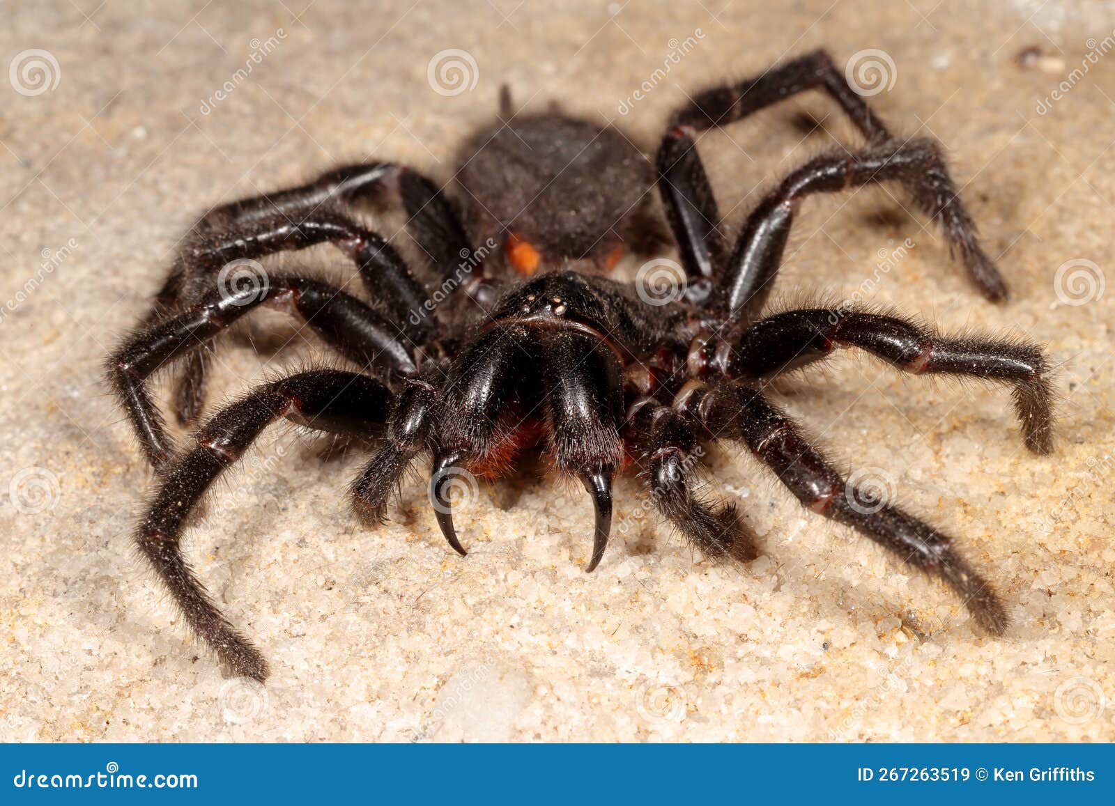 Sydney Funnel Web Spider stock image. Image of highly - 267263519