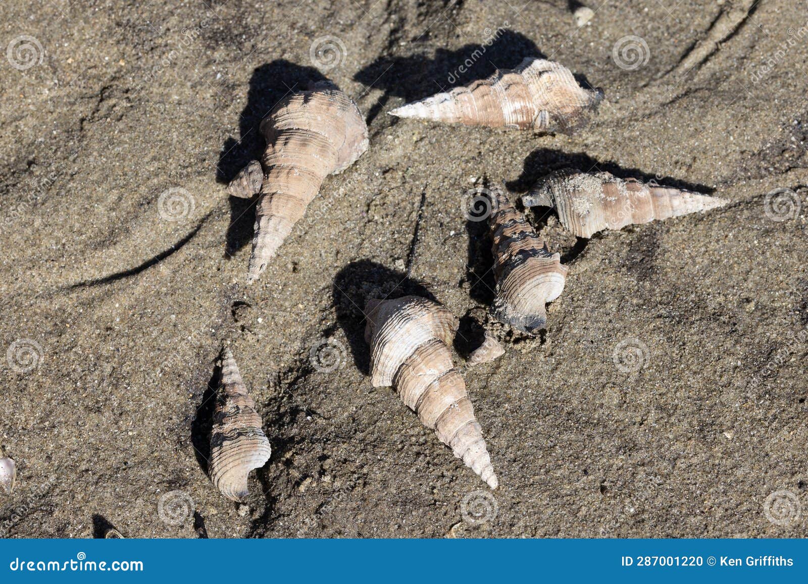 Sydney Mud Whelks stock photo. Image of whelks, tide - 287001220