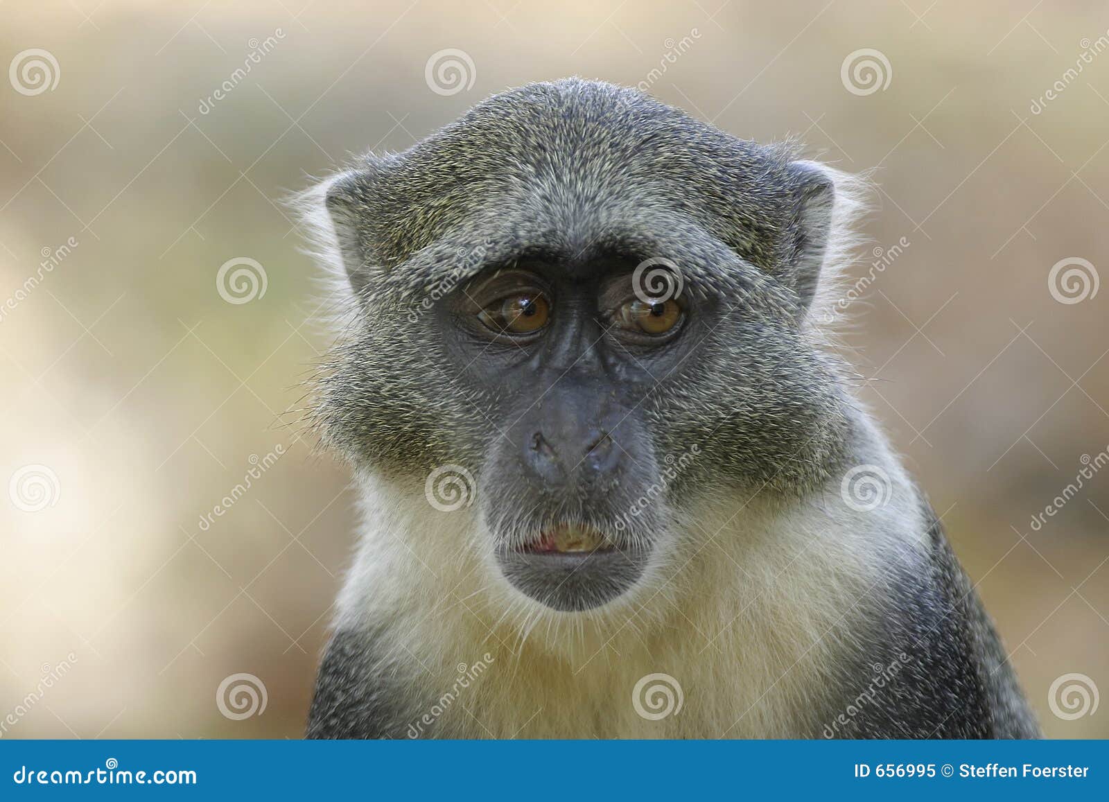 Sykes Monkey stock image. Image of albogularis, mammal - 656995
