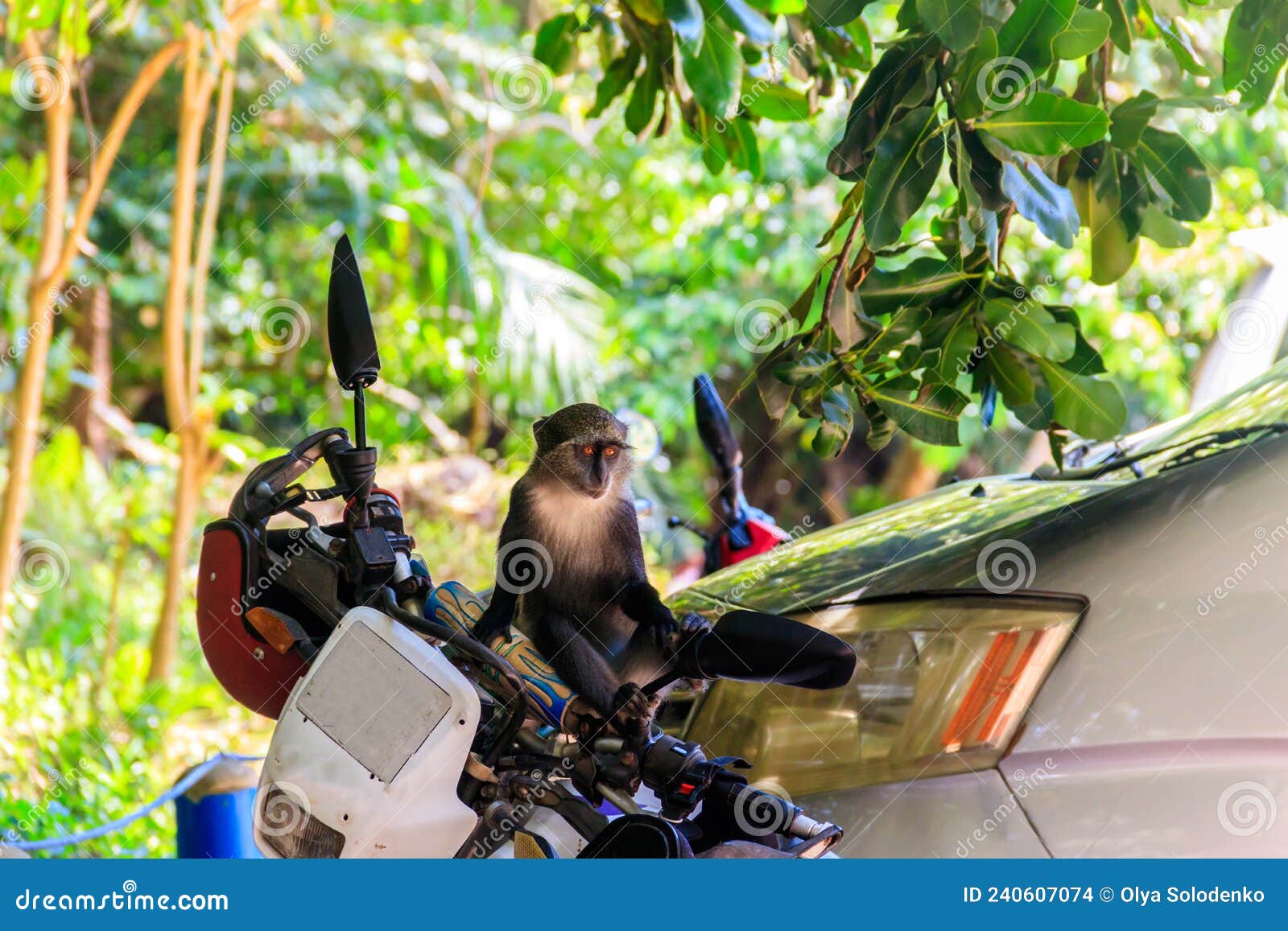 Sykes` Monkey Cercopithecus Albogularis, Also Known As the White ...