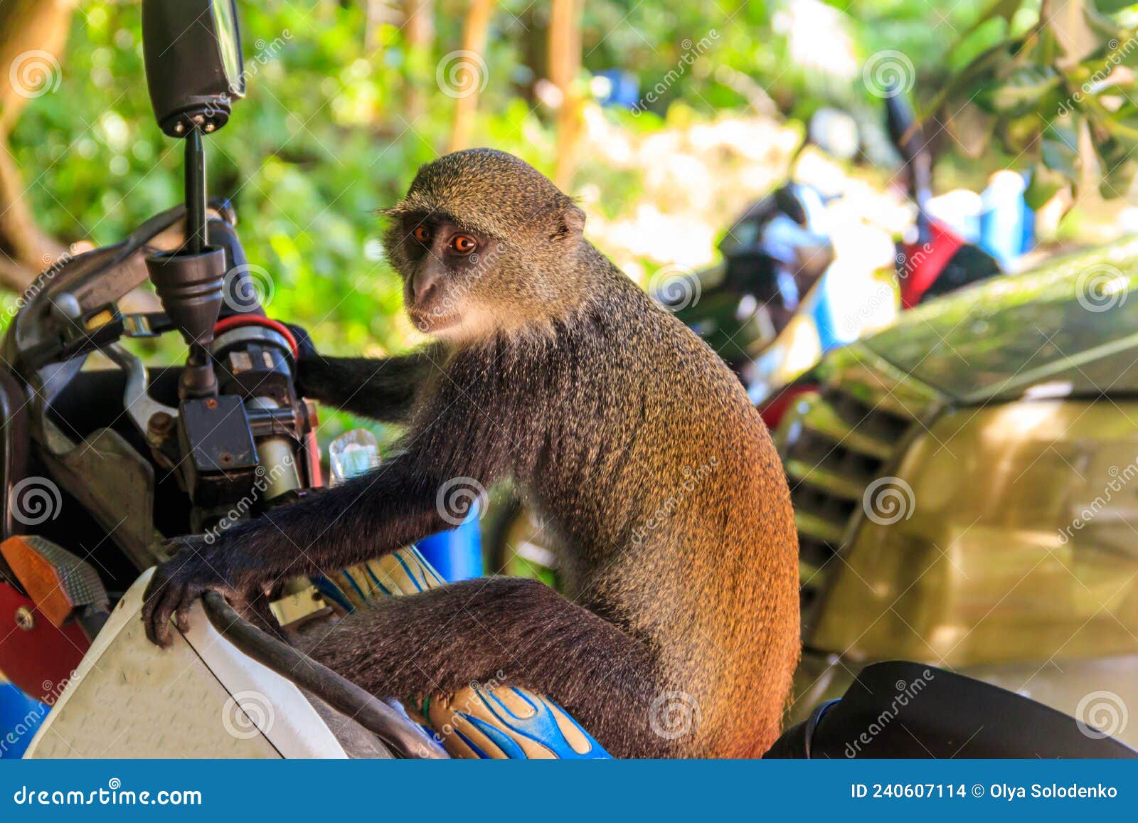Sykes` Monkey Cercopithecus Albogularis, Also Known As the White ...