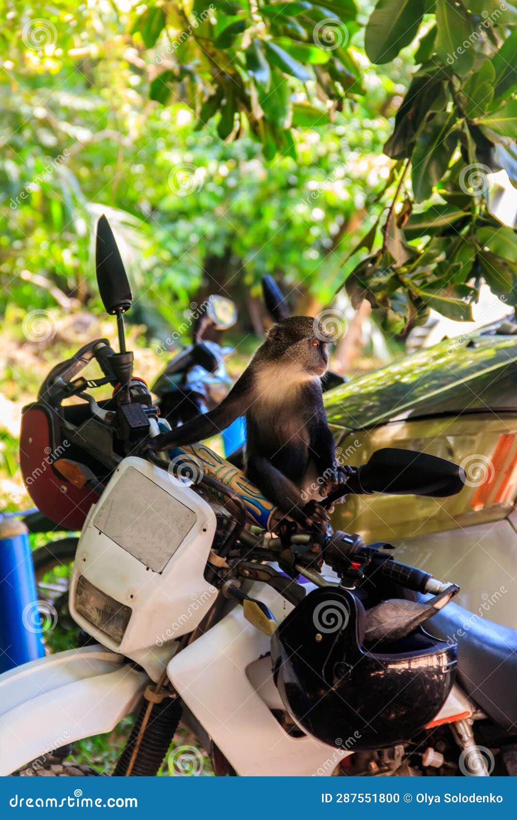 Sykes Monkey (Cercopithecus Albogularis), Also Known As White-throated ...
