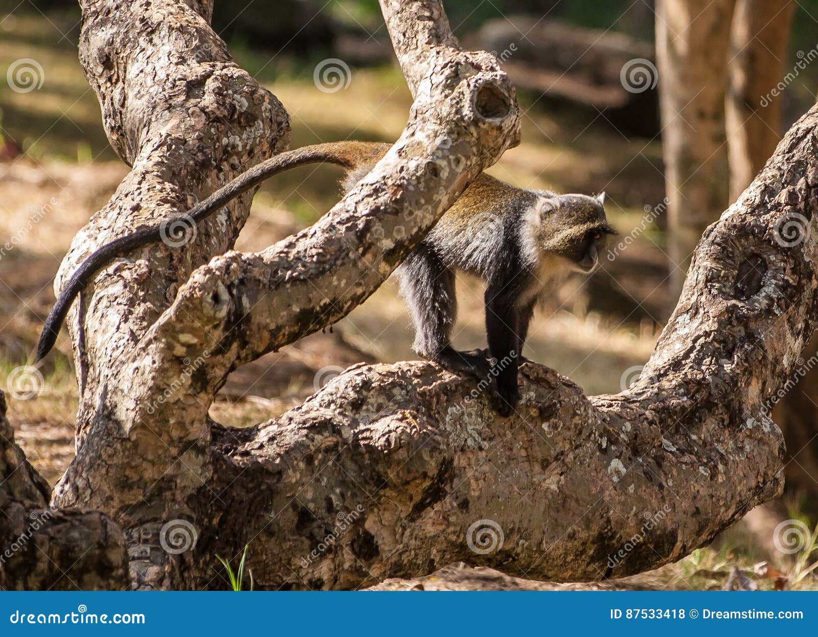 Sykes Monkey stock photo. Image of mountain, mount, monkey - 87533418