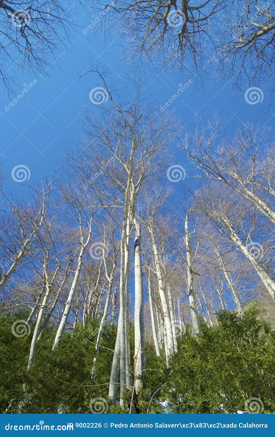 Sylvatica de fagus photo stock. Image du environnement - 9002226