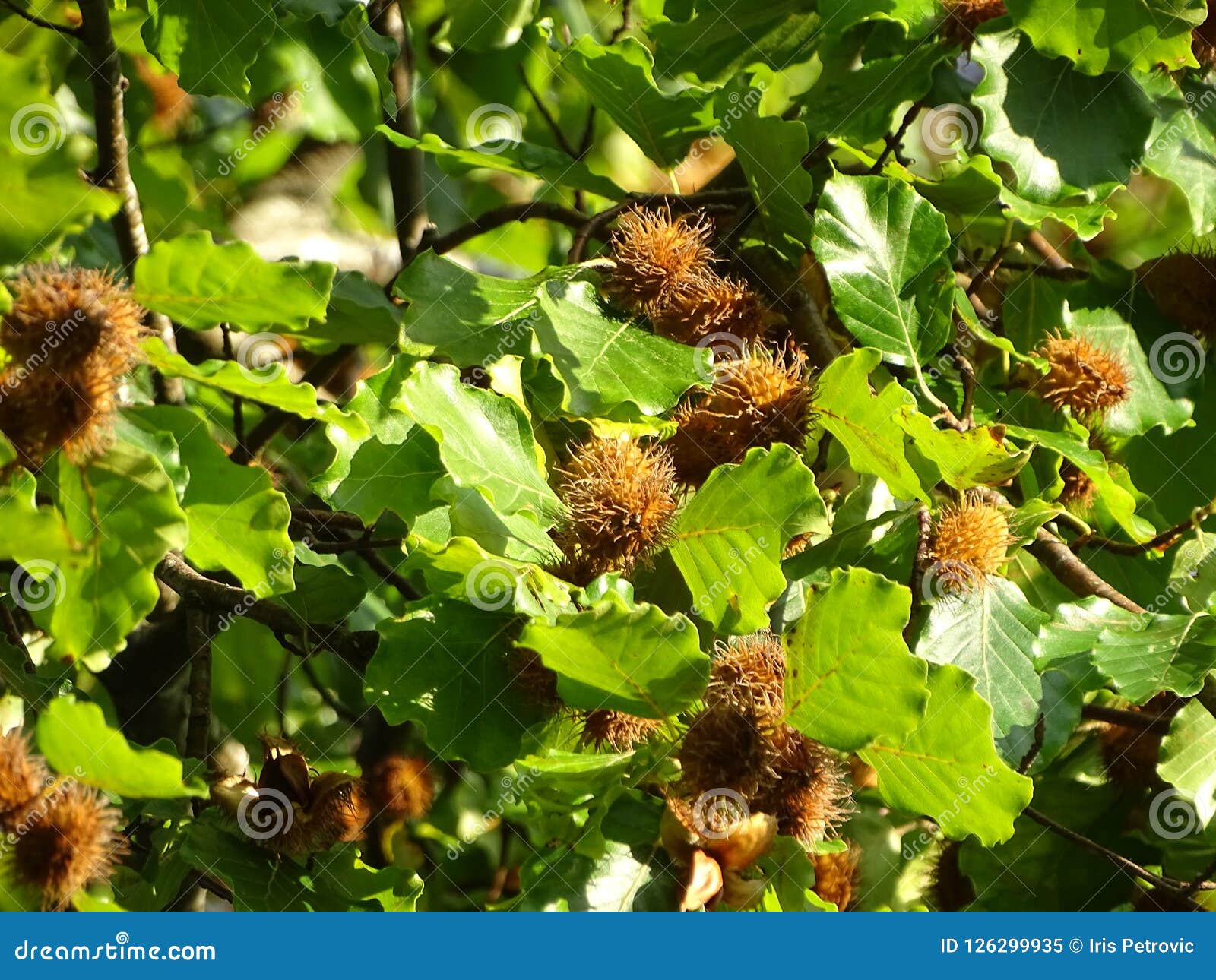 Sylvatica Do Fagus Da Faia Comum Imagem de Stock - Imagem de feito ...