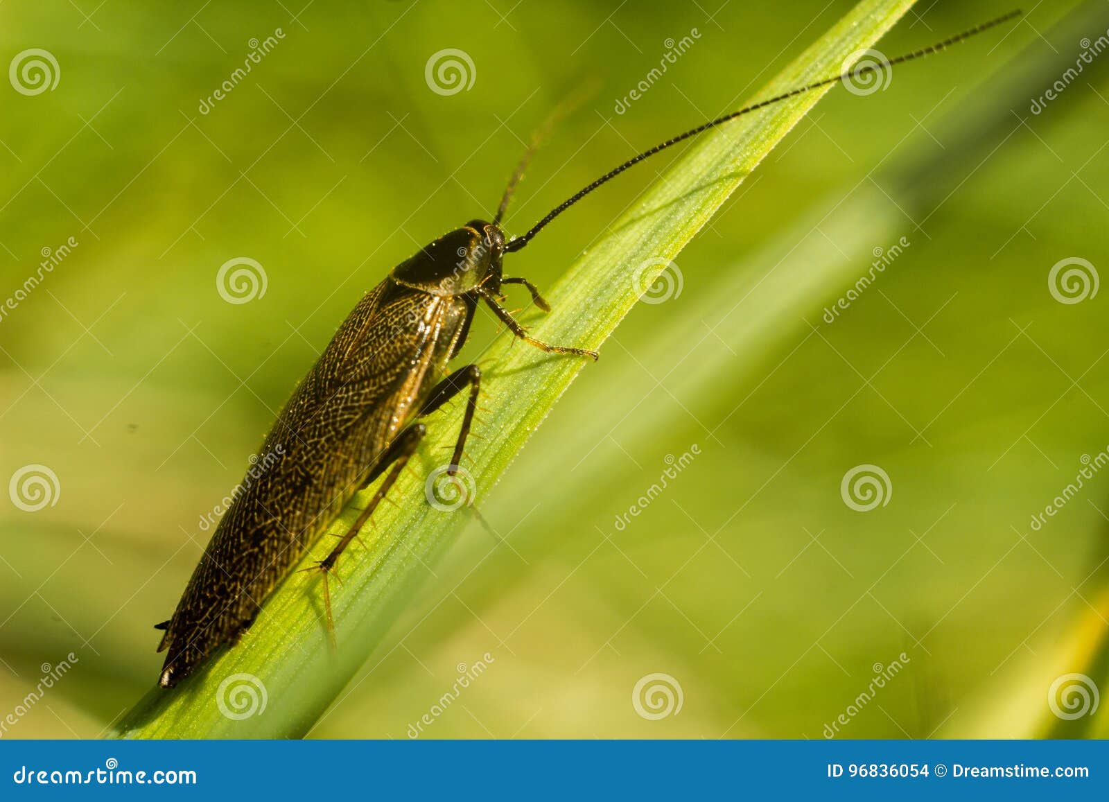 Sylvestris Van Forest Cockroach - Ectobius- Stock Foto - Image of ...