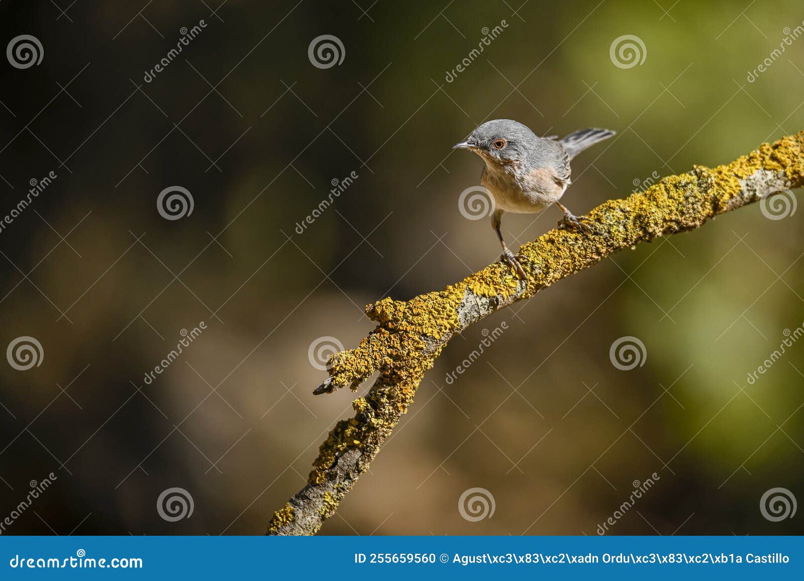Sylvia Cantillans or Western Subalpine Warbler is a Small Warbler ...