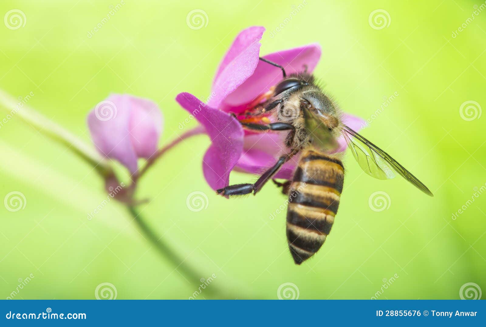 Symbiose de nature photo stock. Image of pollinisez, pollinisation ...