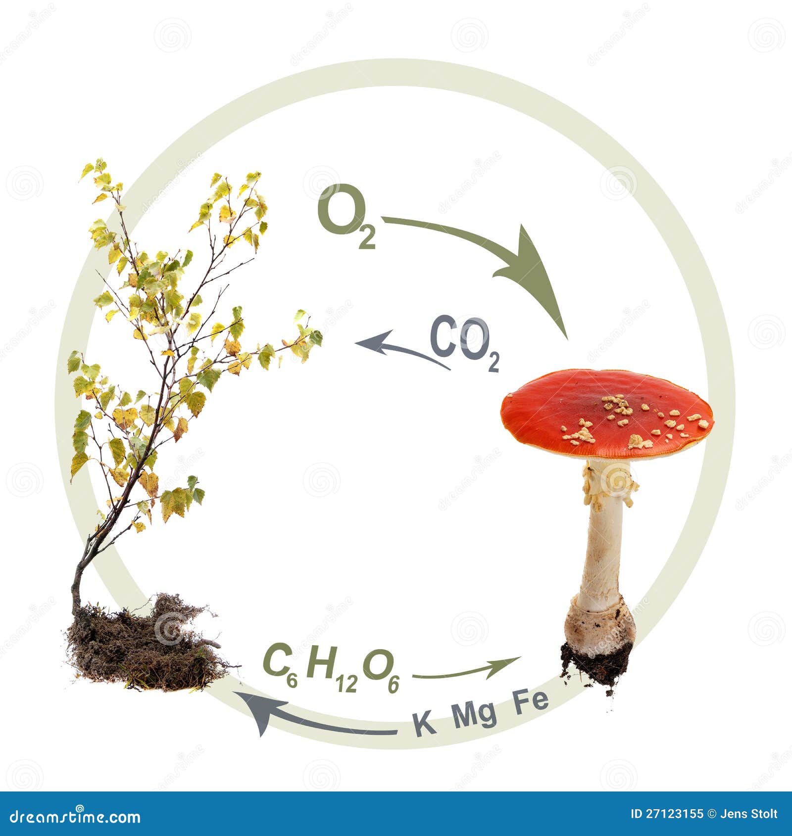 Symbiosis. stock image. Image of green, symbiosis, cooperation - 27123155