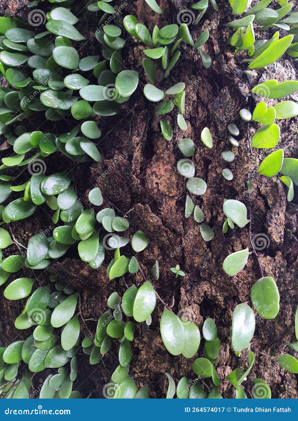 Symbiosis of moss and tree stock image. Image of tree - 264574017