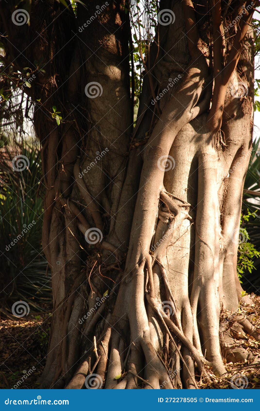 Twisted Symbiotic Climber on a Tree Stock Image - Image of sunlight ...