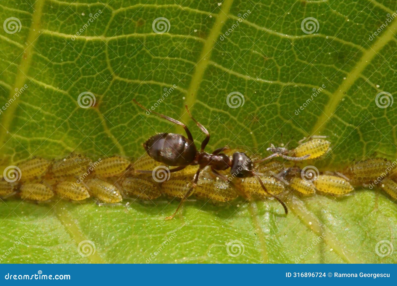 The Symbiotic Relationship between Ants and Aphids Macro Photography ... The Symbiotic Relationship between Ants and Aphids Macro Photography ...