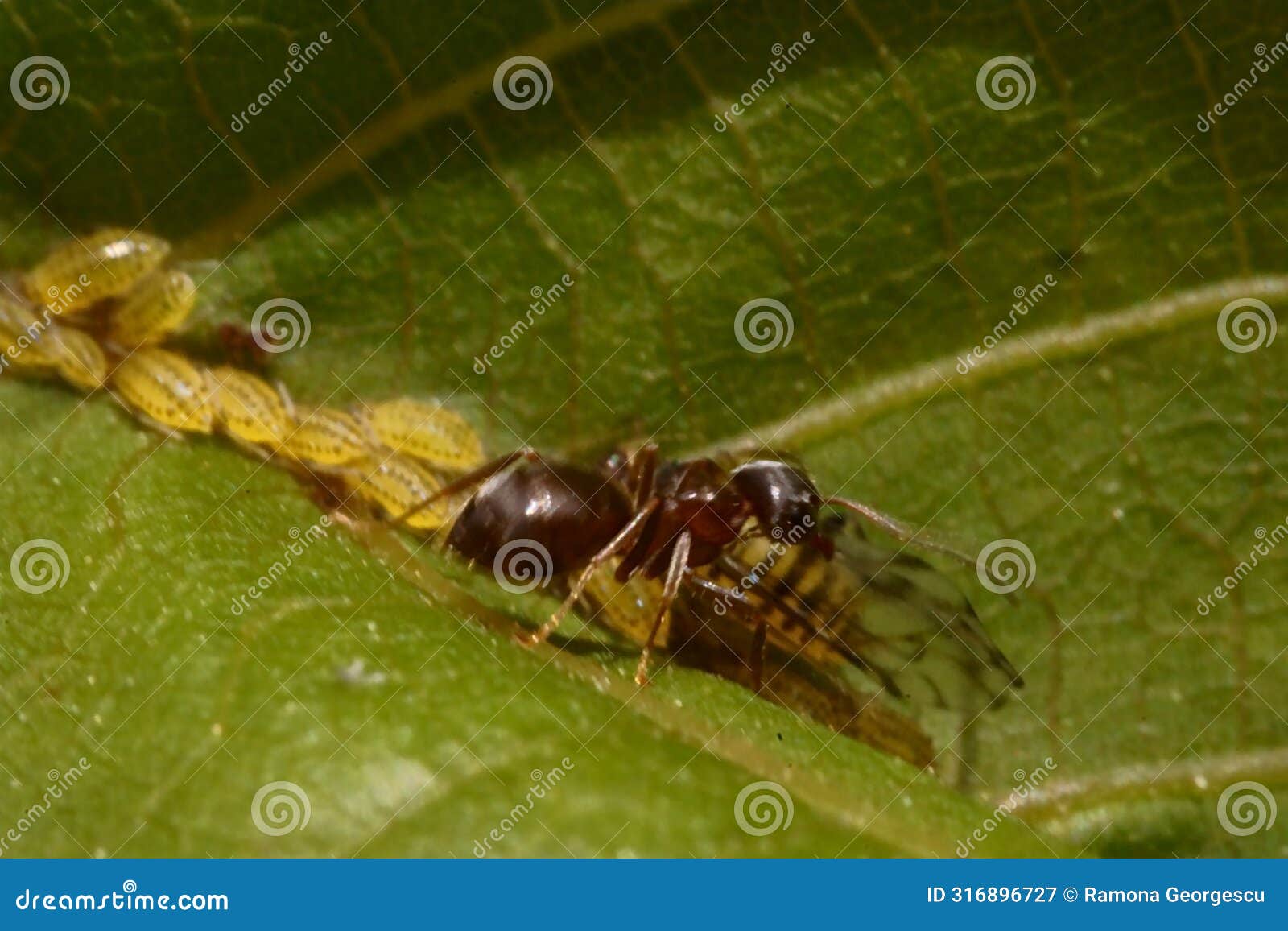 The Symbiotic Relationship between Ants and Aphids Macro Photography ... The Symbiotic Relationship between Ants and Aphids Macro Photography ...