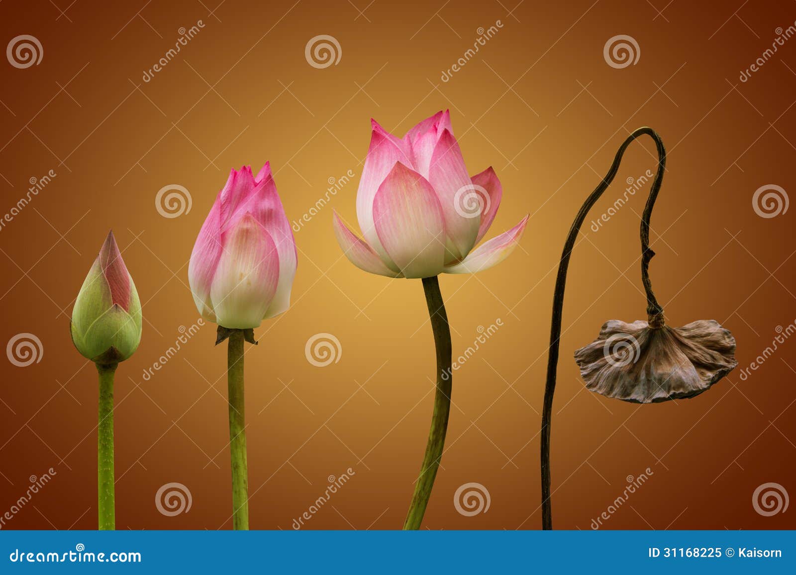 Symbol of born to death stock image. Image of fresh, blooming - 31168225