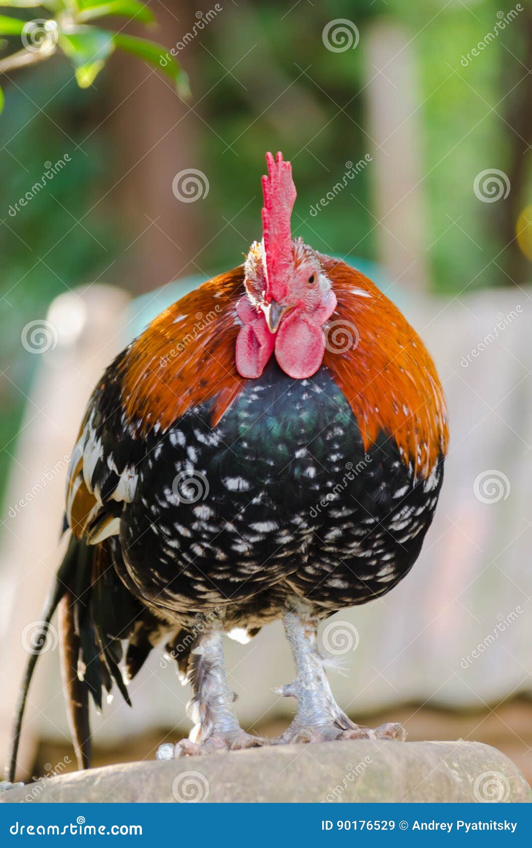 Symbol 2017 Colorful Rooster on a Perch Stock Image - Image of habitat ...
