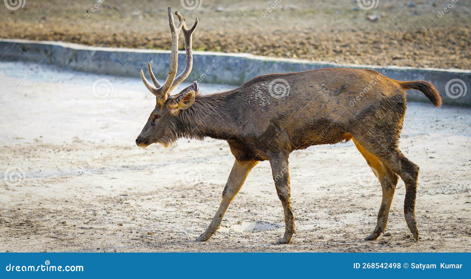 Symbol Dear Walking Alone in the Park Stock Photo - Image of stag ...