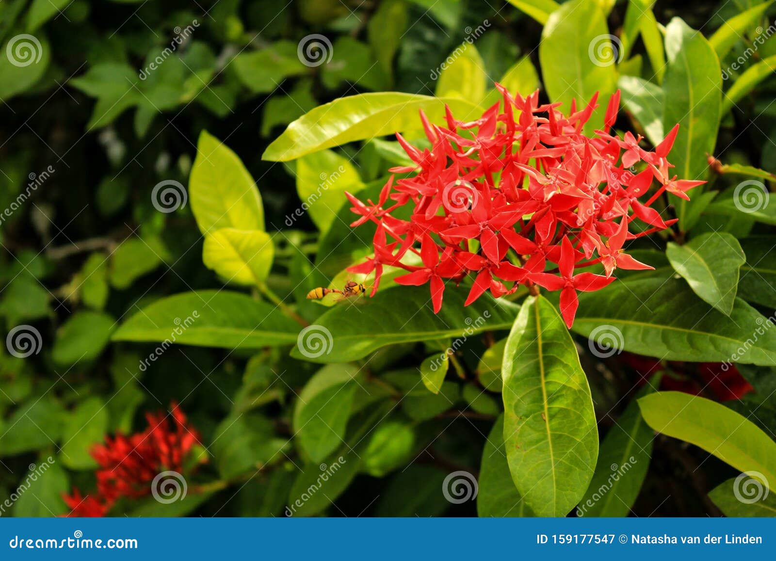 Symbol of the Flower of Knowledge Stock Image - Image of food ...