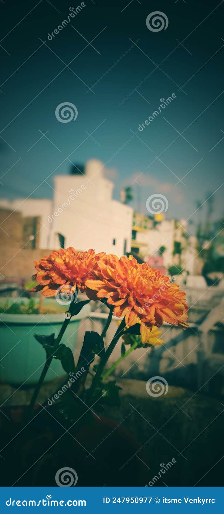 Symbol of Freshness Looking Shiny Flowers Stock Image - Image of ...