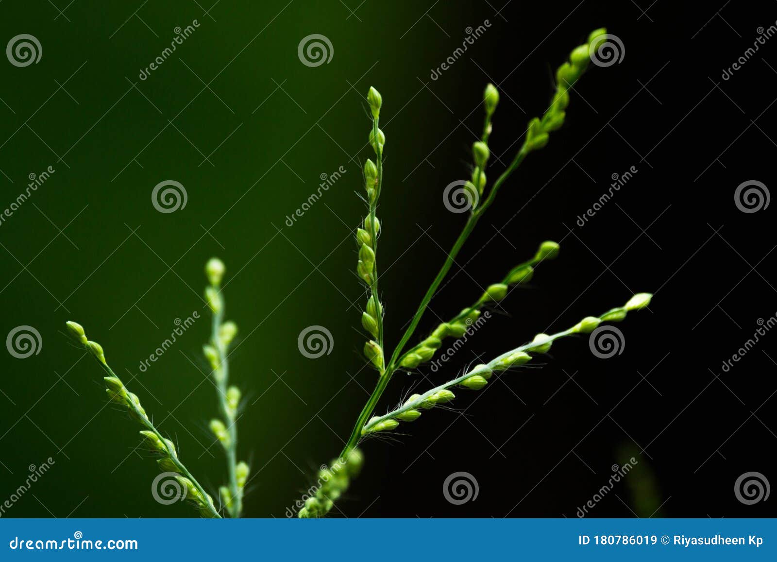 Symbol of Green Commitment and Save Planet Stock Image - Image of ...