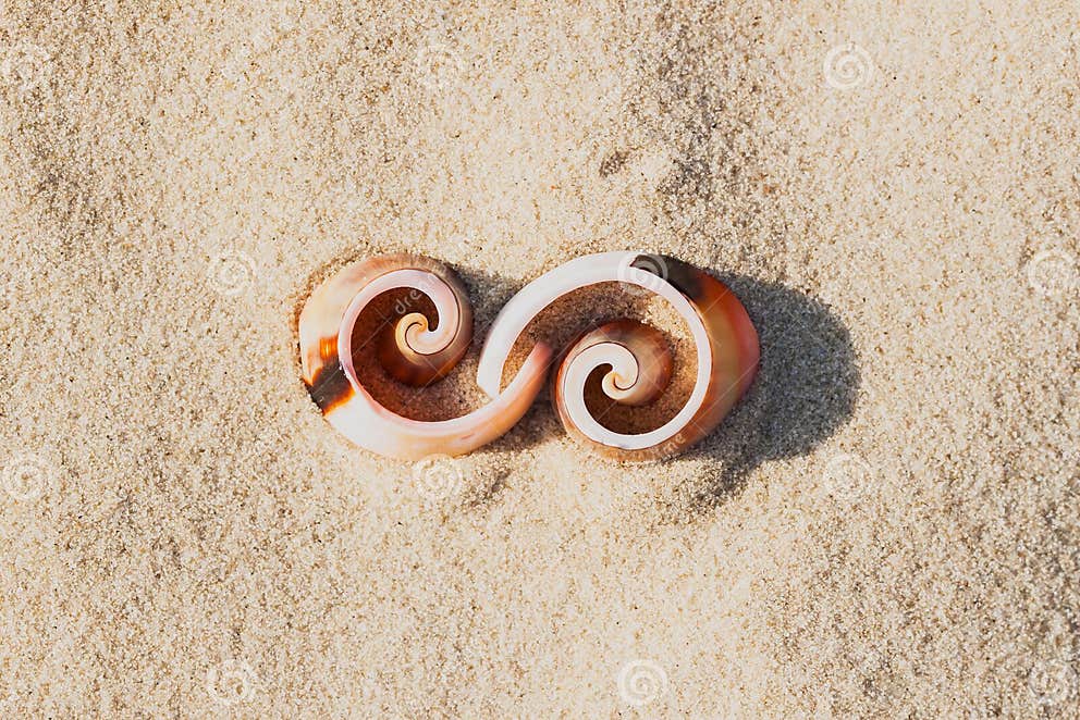 Symbol Infinity of Shells on the Beach, Element Graphic Design Stock ...
