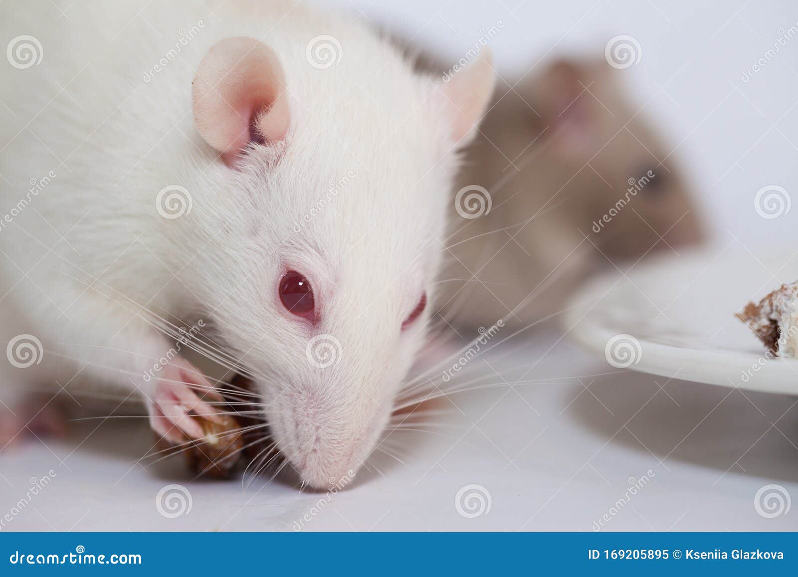 Symbol of 2020. mouse stock image. Image of dish, imaginative - 169205895