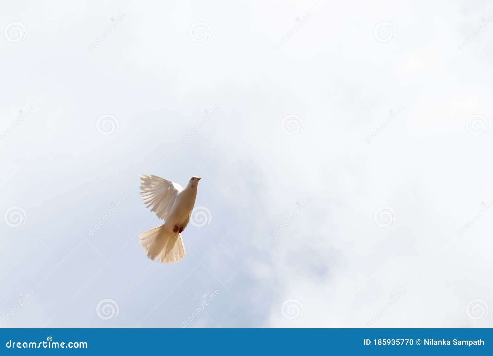 `the Symbol of Peace and Hope` White Pigeon Flying in the Sky Stock ...