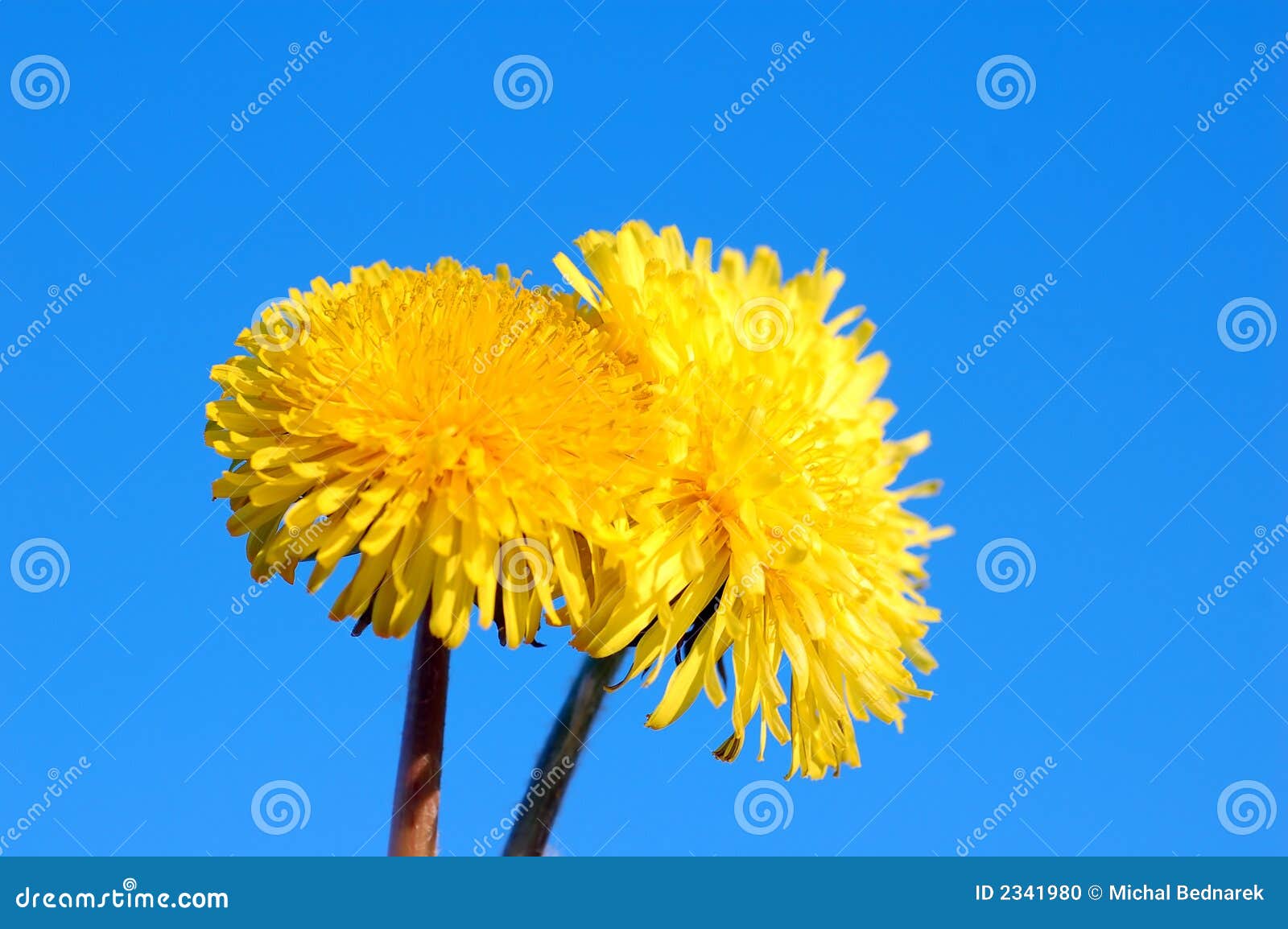 The symbol of spring stock photo. Image of background - 2341980