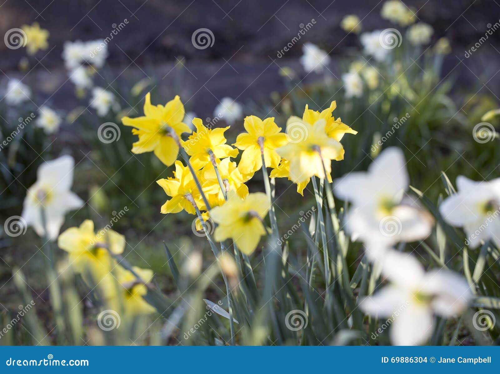 Symbol of Spring. stock photo. Image of symbol, rebirth - 69886304