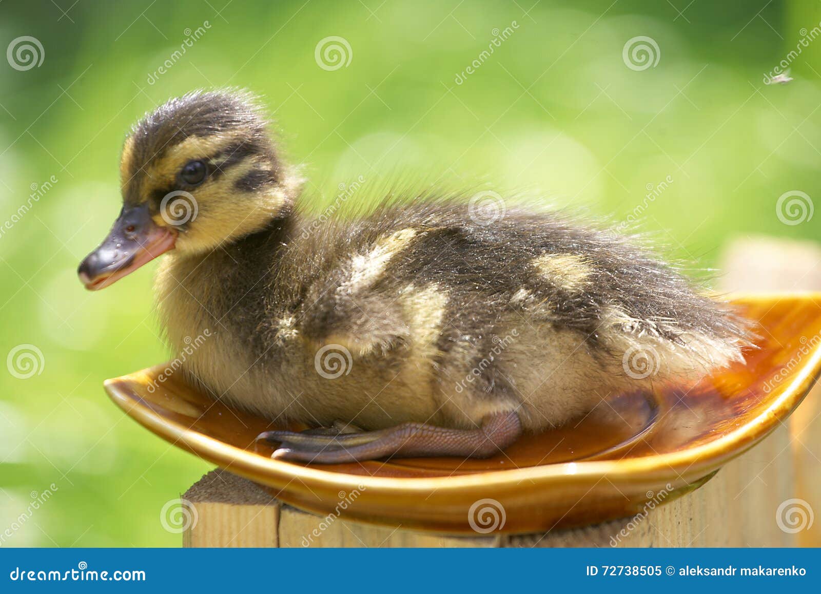The Symbol of Spring - Freshly Hatched Duck Stock Image - Image of ...