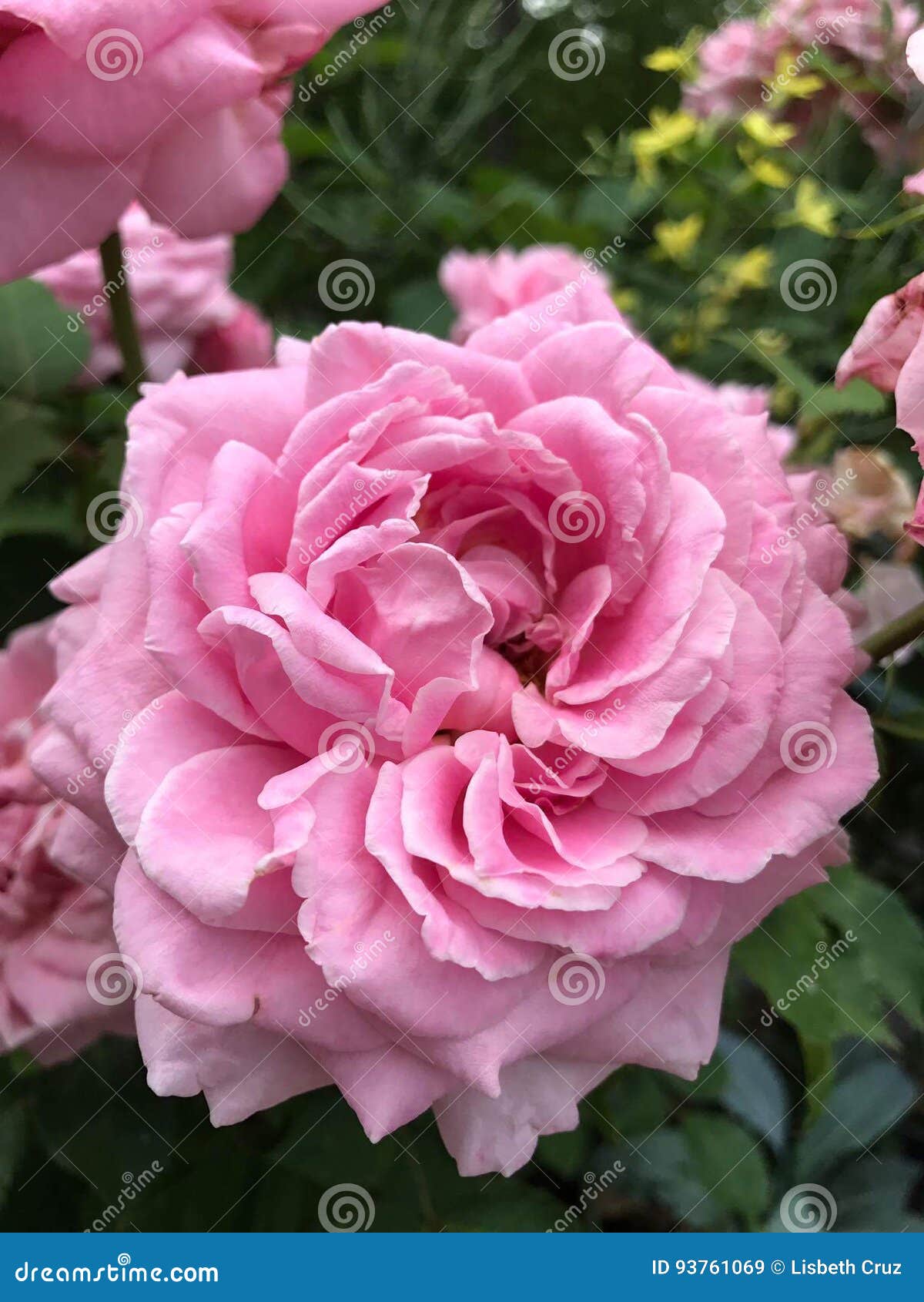 The symbol of spring stock image. Image of spring, beautiful - 93761069