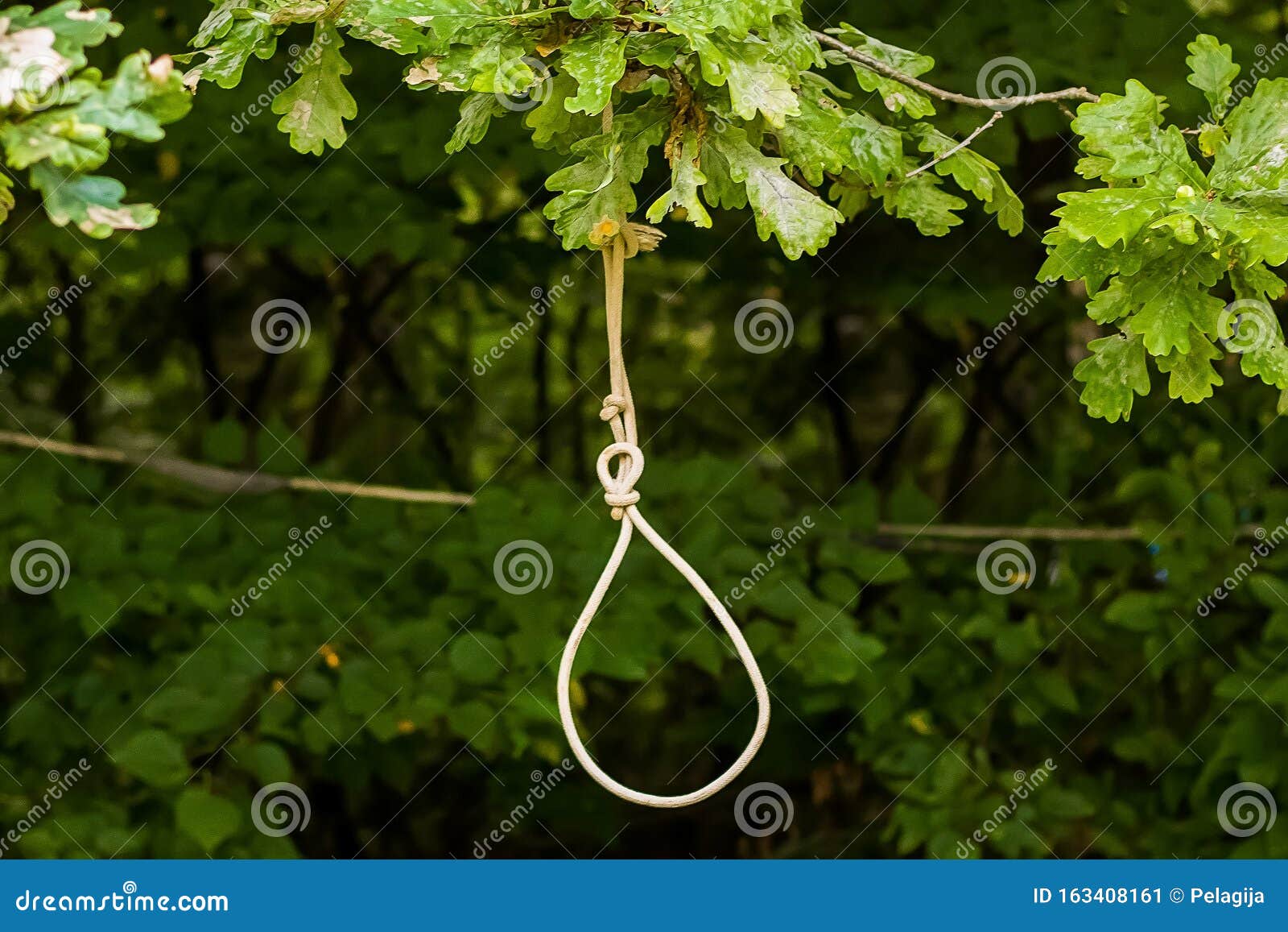 Gallows Loop Hanging on a Tree Stock Image - Image of hangman, concept ...