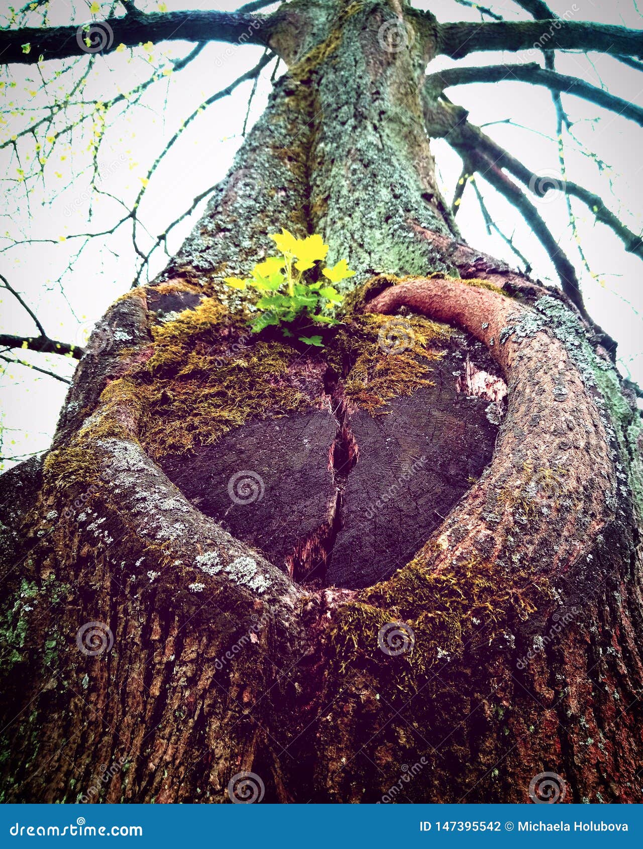 Heart Shaped Bark on the Tree Trunk Stock Photo - Image of white, heart ...