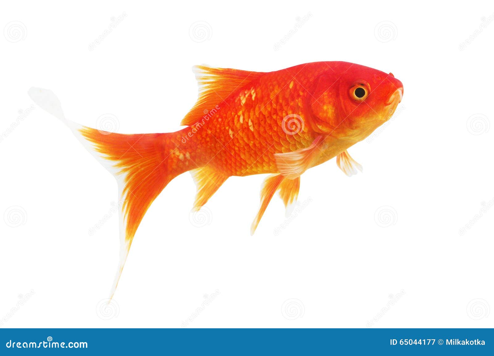 14,686 Background Goldfish White Stock Photos - Free & Royalty-Free ...