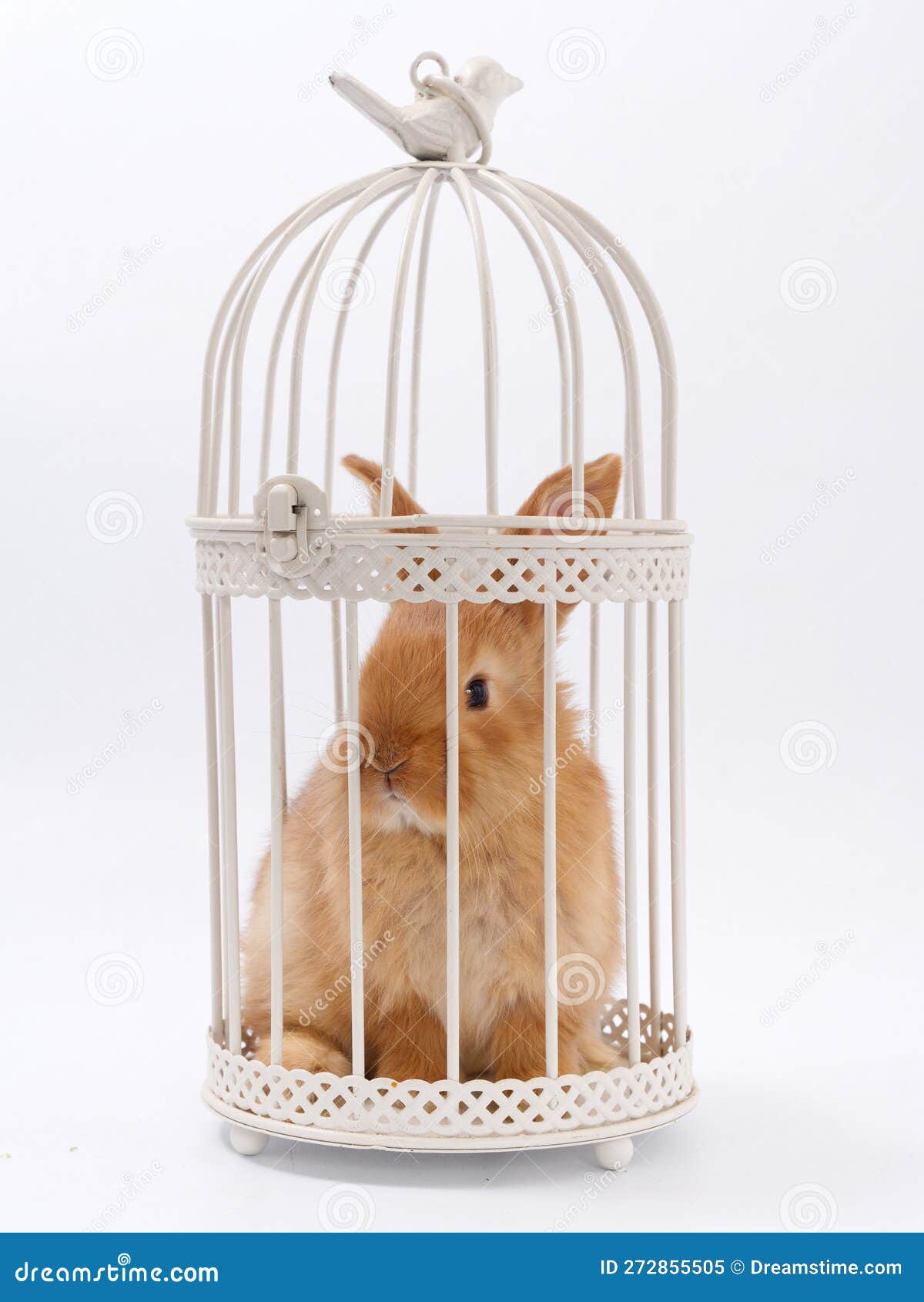 Symbol of the Year Easter Bunny in a Prison Cage on a White Background ...
