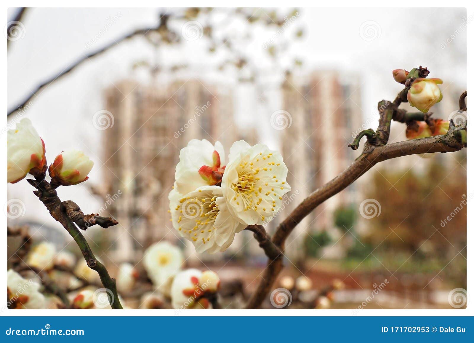 Symbole de la force image stock. Image du blanc, fleur - 171702953